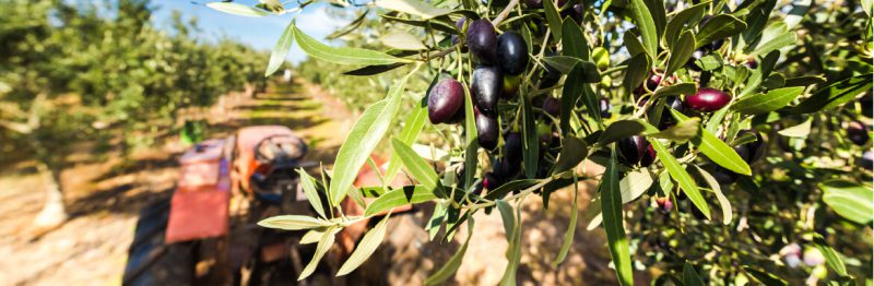 Olive Producers | Penfield Olives | Adelaide | South Australia